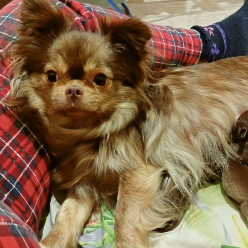 Чихуахуа, взрослая собака