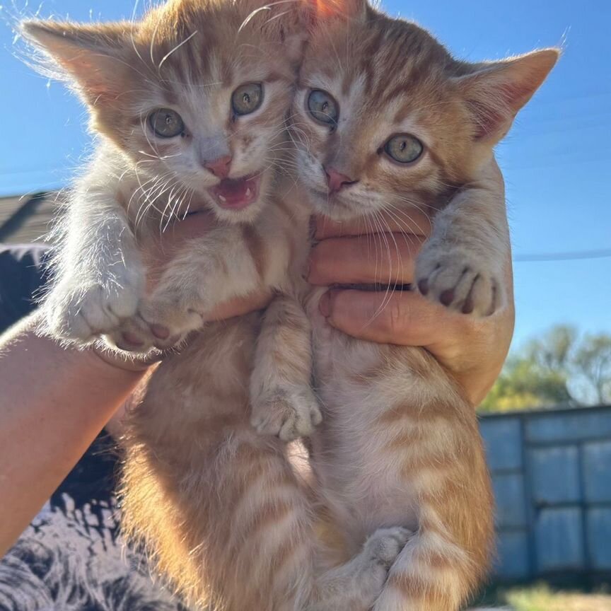 Котята в добрые руки