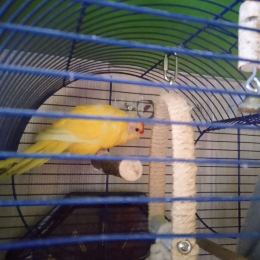 Попугай какарик