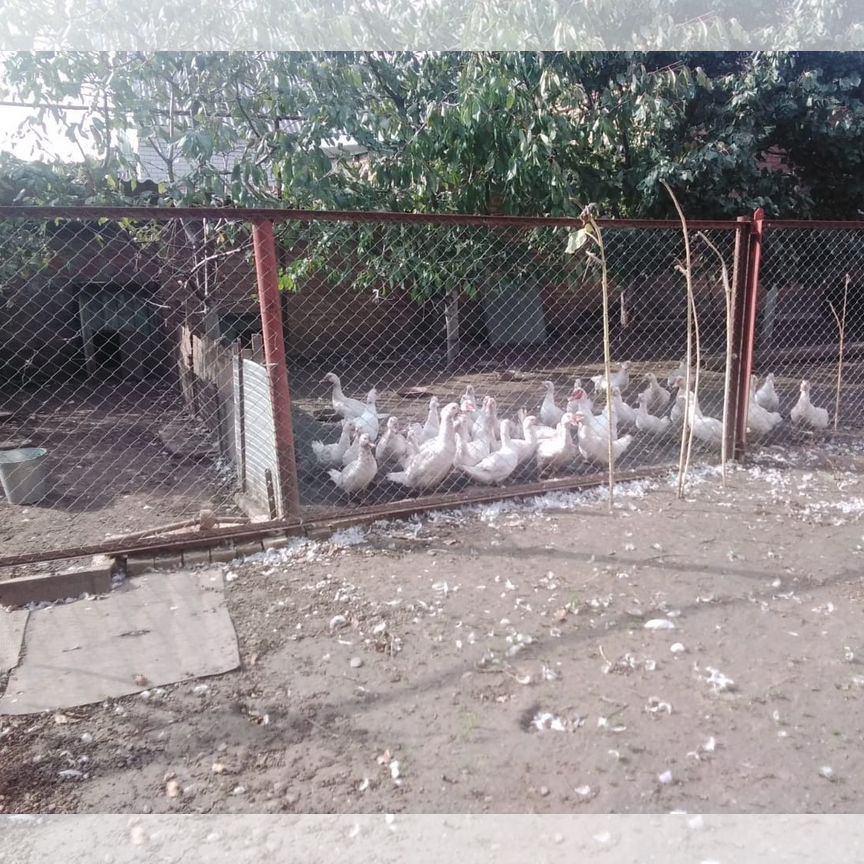 Домашняя индоутка