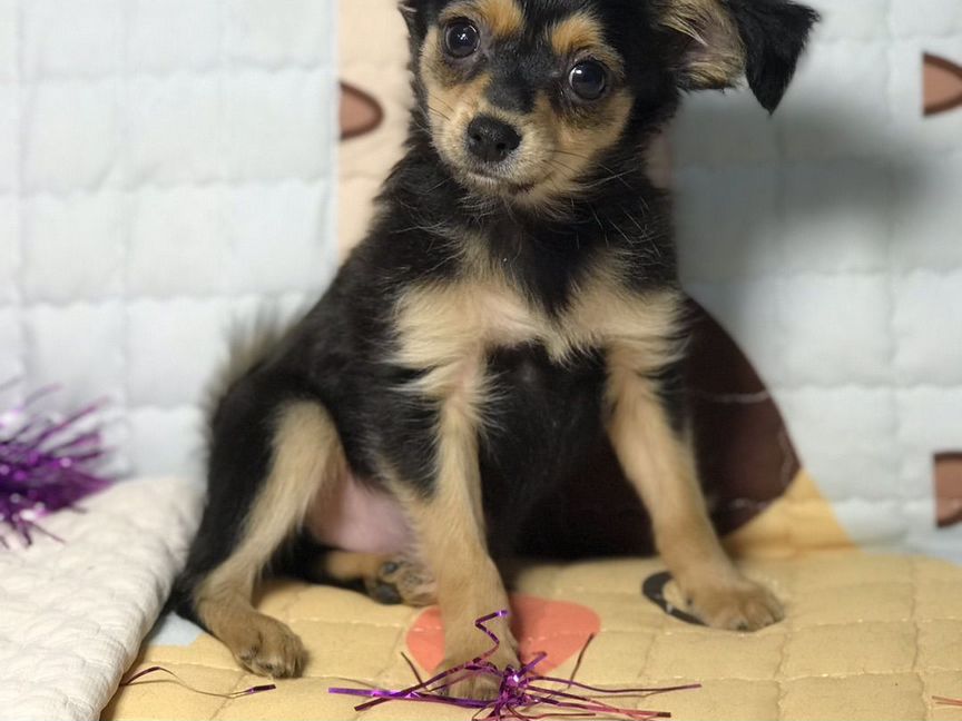 Длинношерстный тойчик