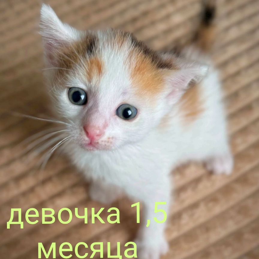 Котёнок в добрые руки