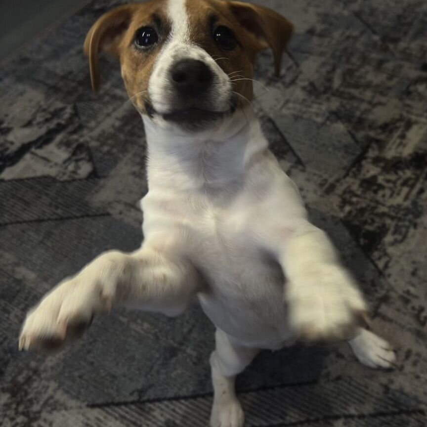 Джек-рассел-терьер, щенок