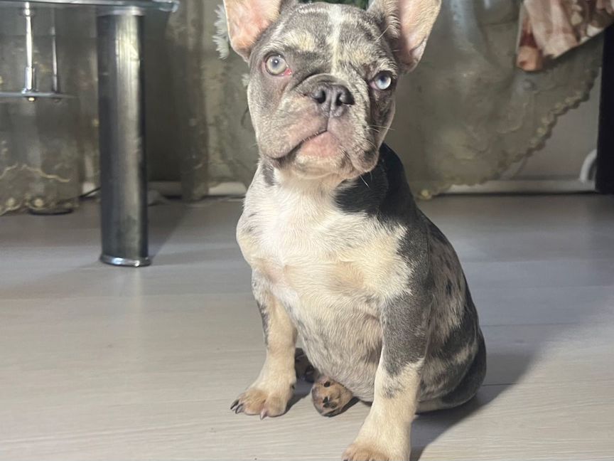Французский бульдог девочка мерле