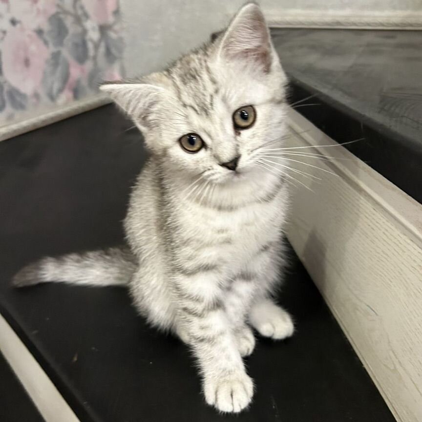 Шотландский вислоухий короткошёрстный котёнок