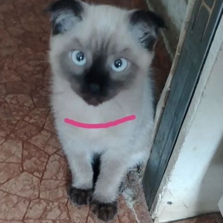 Тайский котёнок