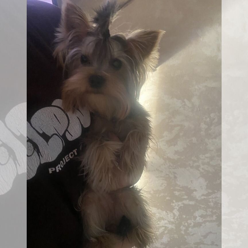 Йоркширский терьер, щенок