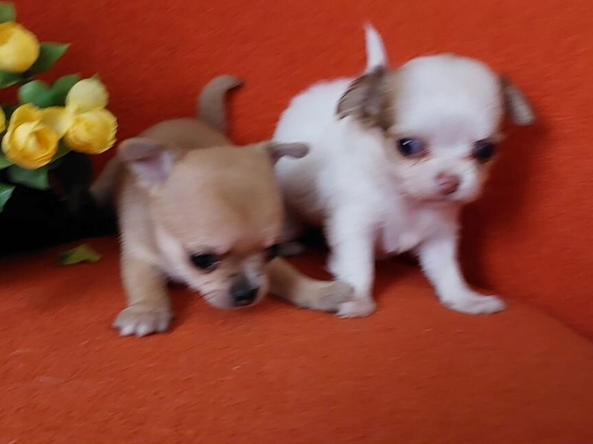 Чихуахуа к новому году