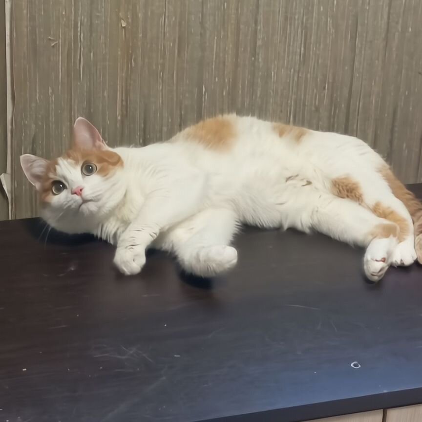 Взрослая кошка в добрые руки