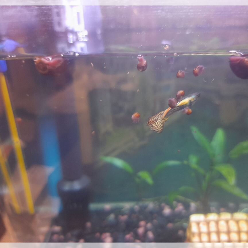 Улитки аквариумные