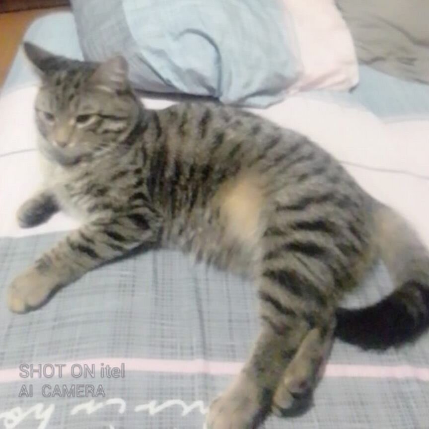 Отдам кота в добрые руки