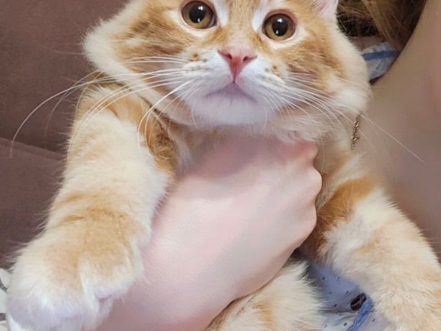 Курильский бобтейл котята кот