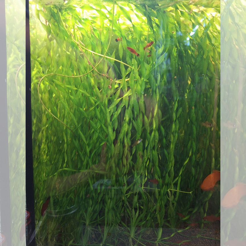 Аквариумное растение