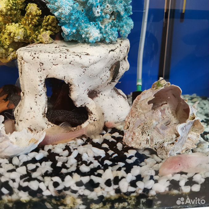 Продаю анцитрусов золотых и стандартных чёрных