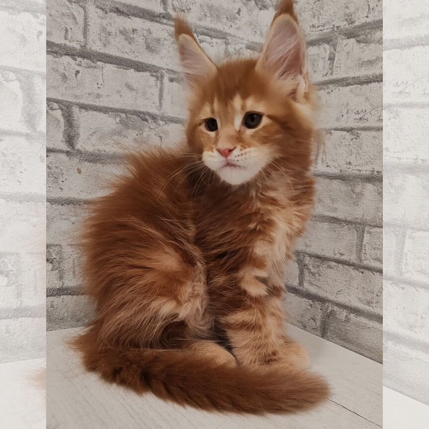 Мейн-кун котёнок