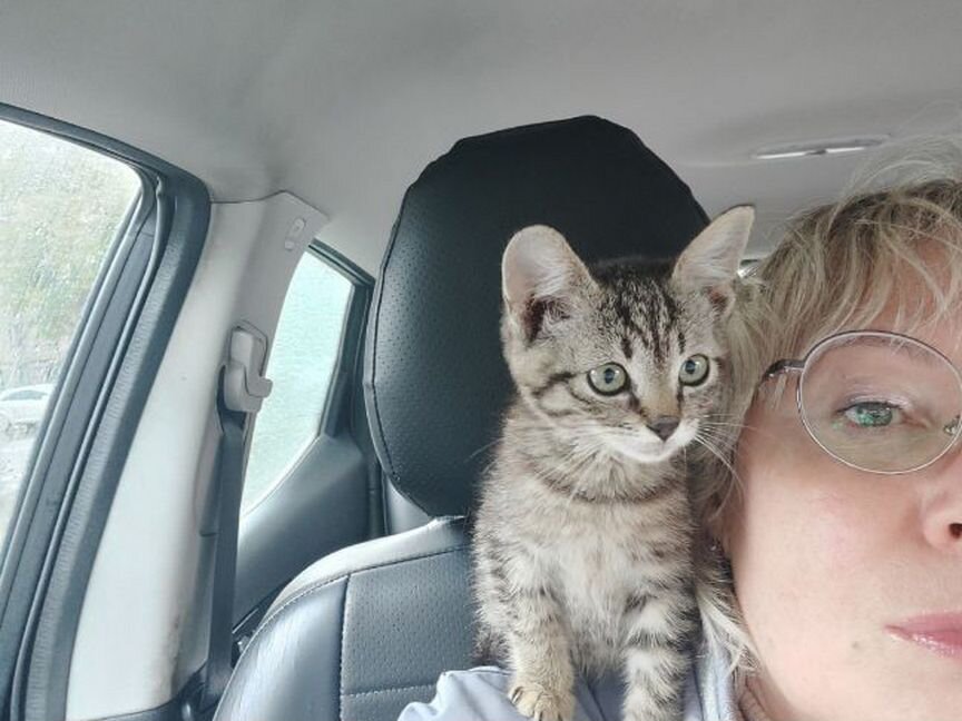 Котенок Сладкий