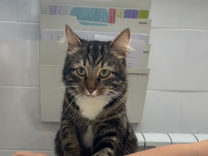 Кот ищет своего человека