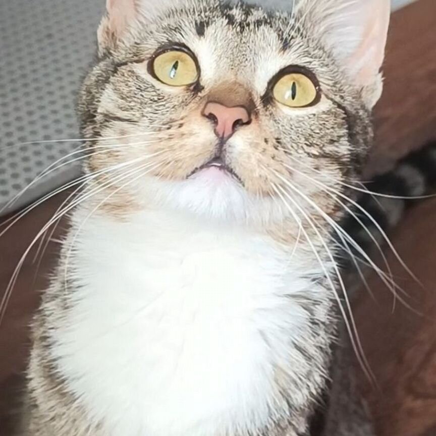 Кошечка в добрые руки