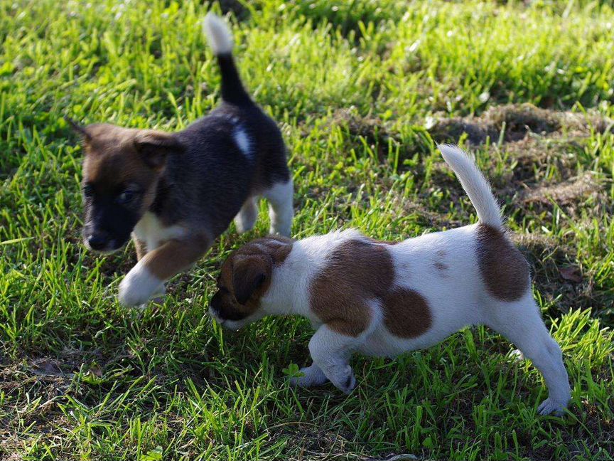 Девочки-фоксики (гладкошерстные)