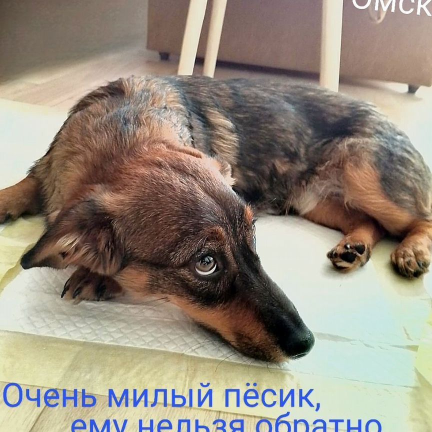 Харьер, щенок