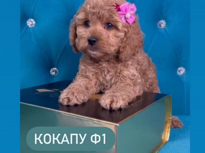 Милейшие малыши Кокапу ф1, Мальтипу ф1