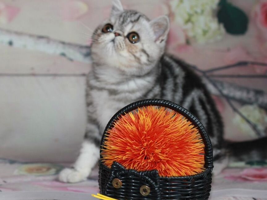 Славный котик экзотик