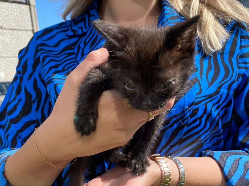 Котёнку очень нужен дом
