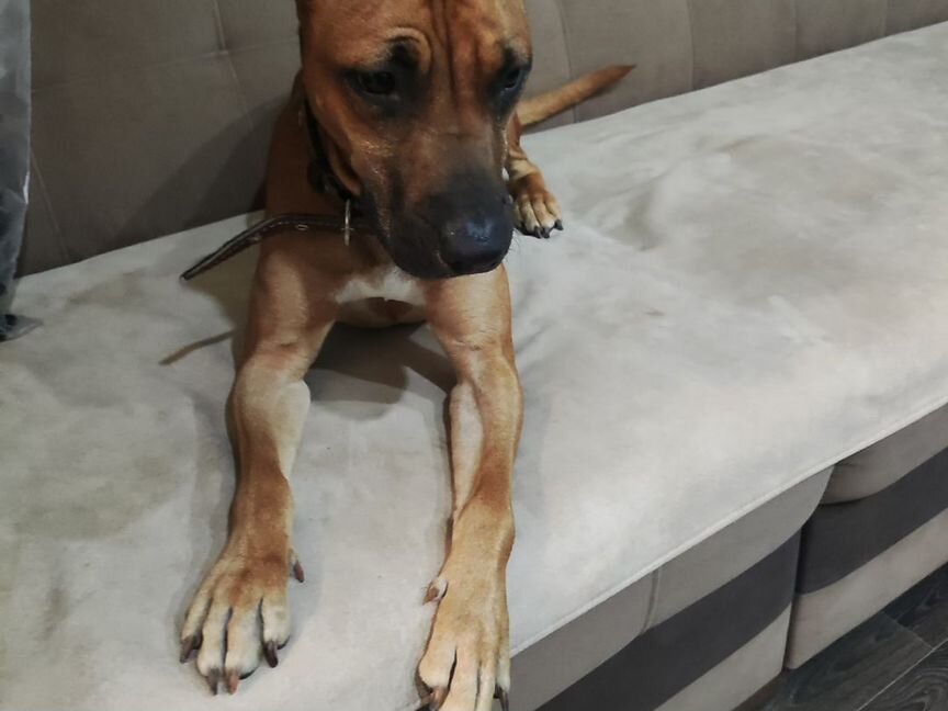 Собака в добрые руки