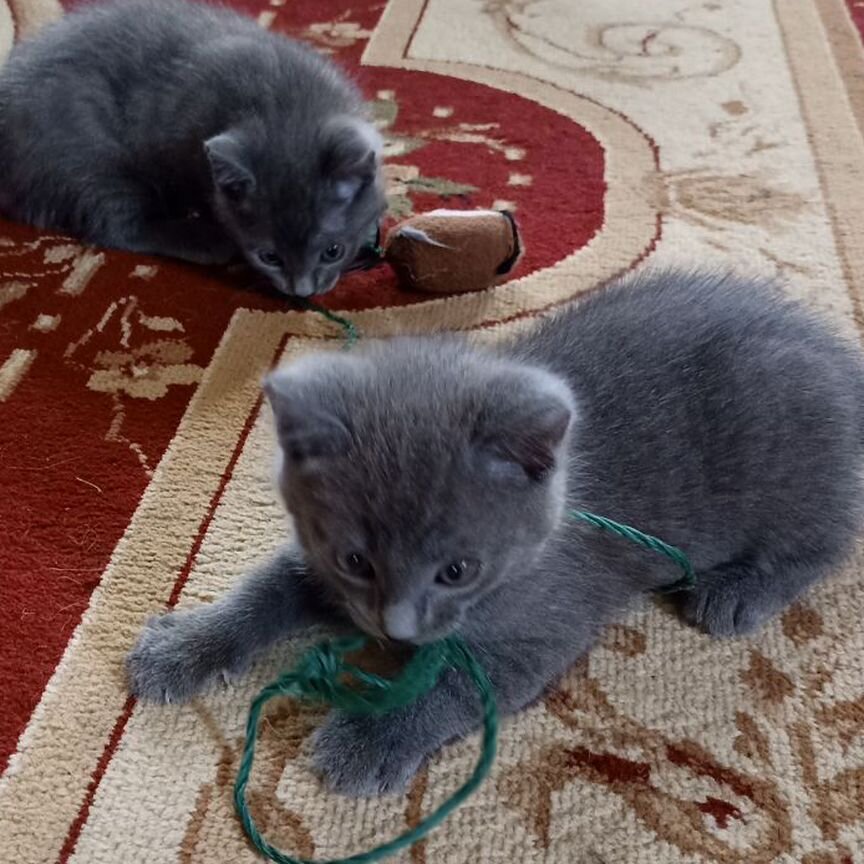 Британские котики