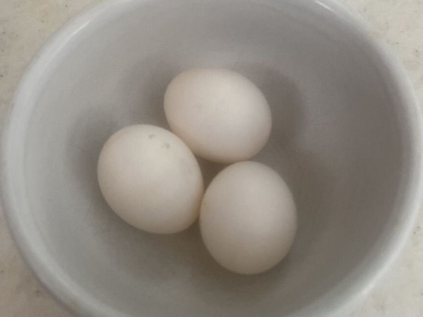 Яйца корелл оплодотворенные самовывоз