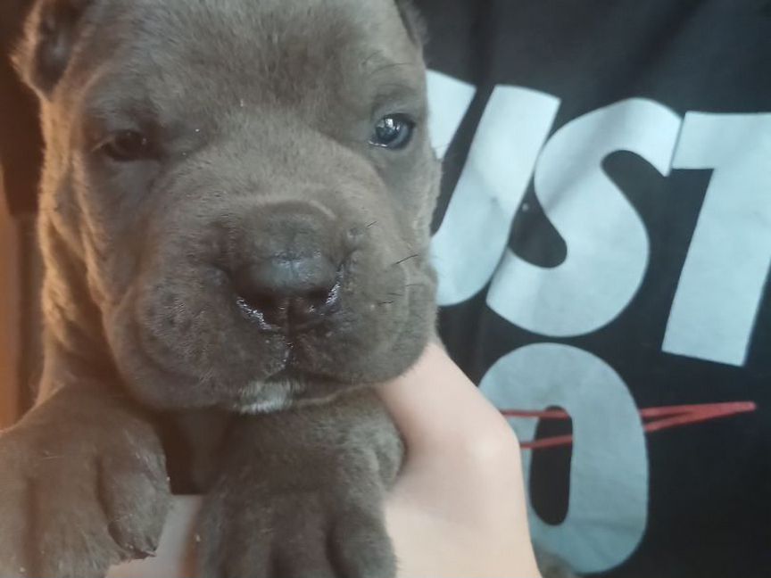 Щенки кане корсо