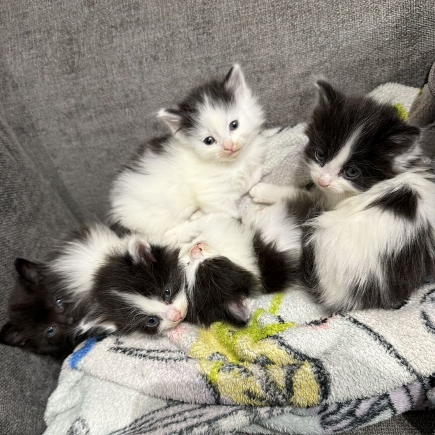 Котёнок в добрые руки