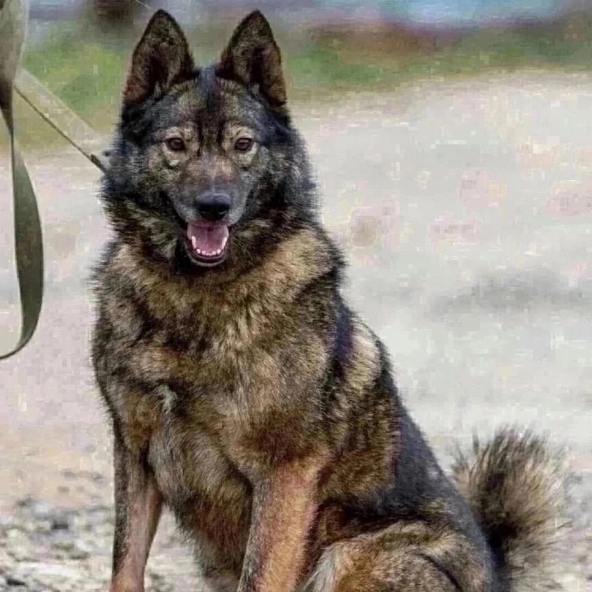 Собака в добрые руки