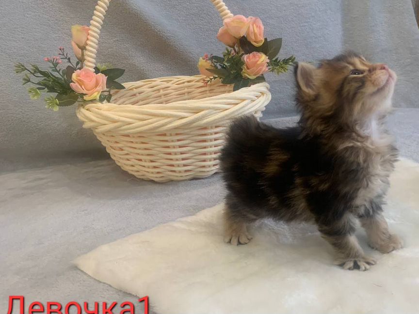 Котята курильский бобтейл