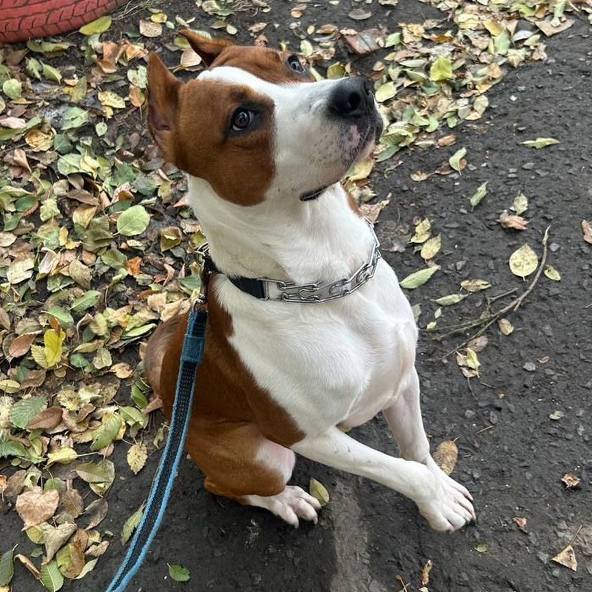 Американский стаффордширский терьер, щенок