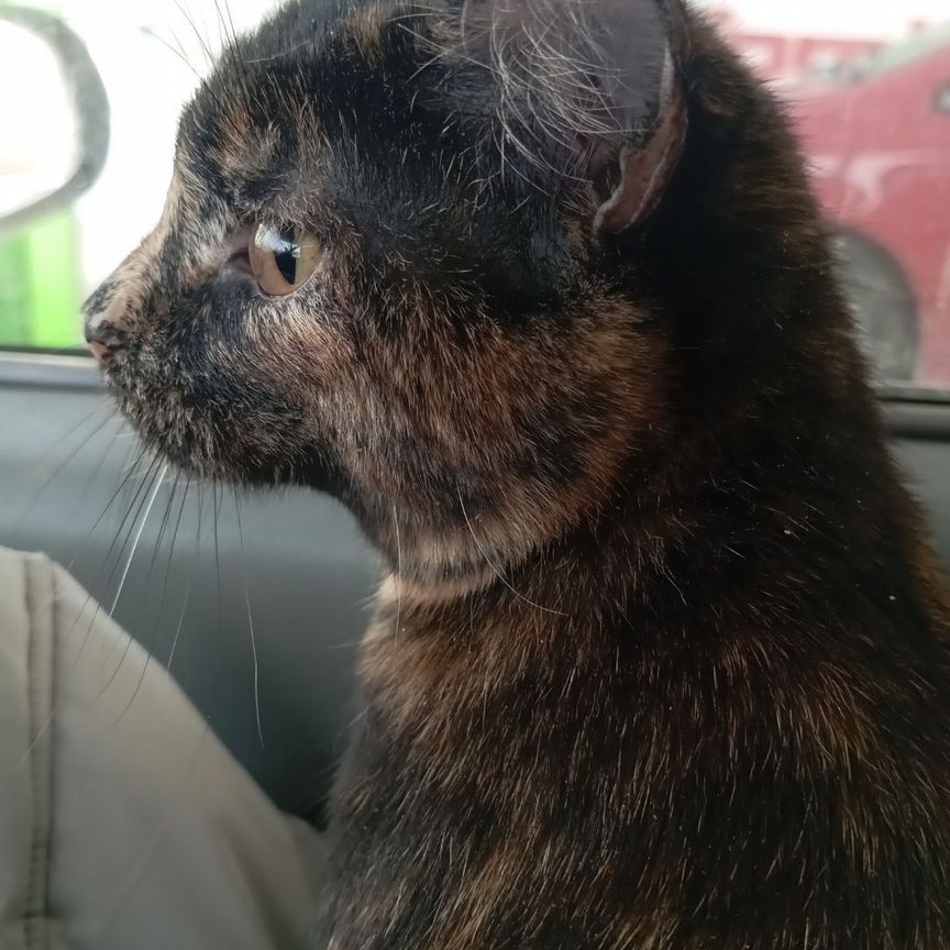 Отдам бесплатно кошку