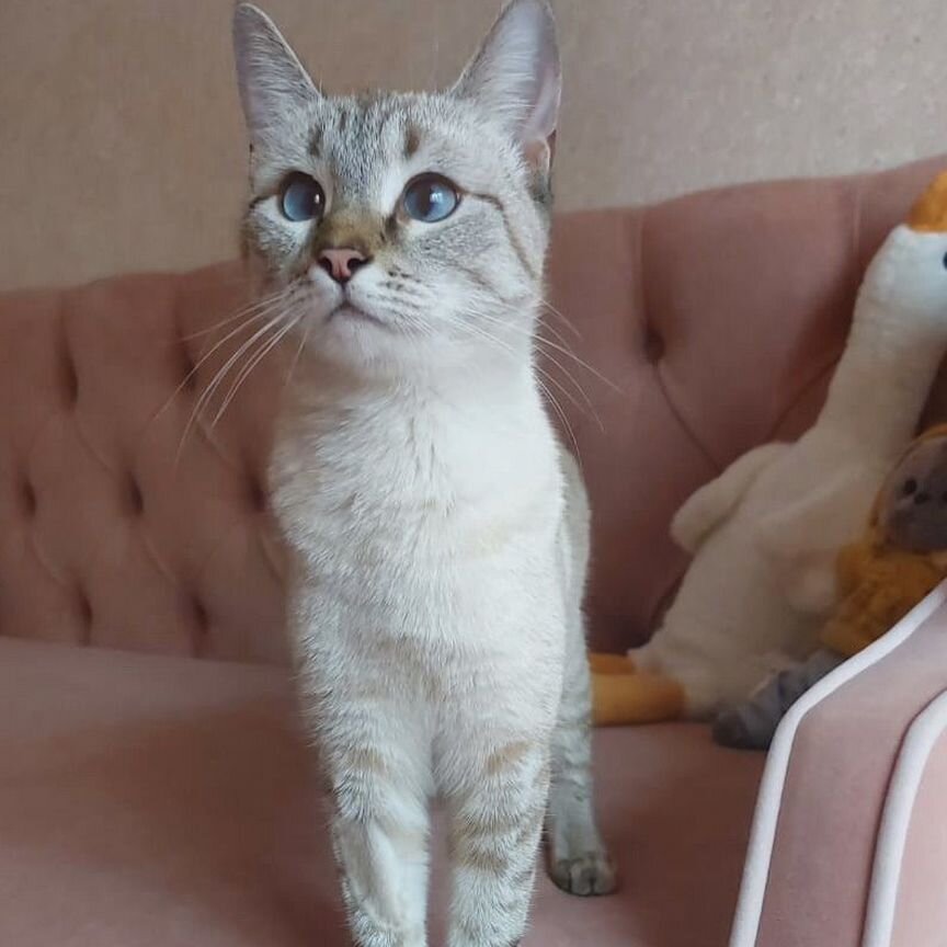 Голубоглазая молодая кошечка Моня