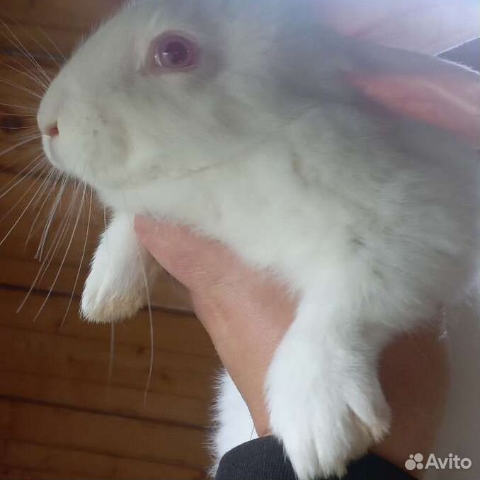 Кролики Белый паннон