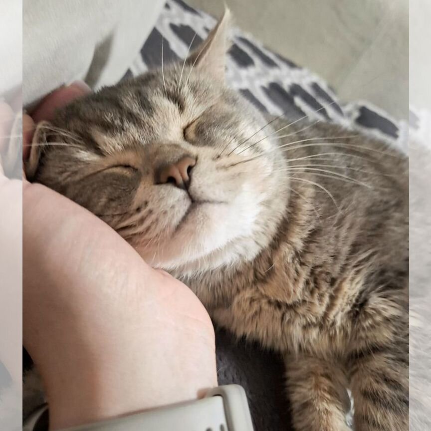 Шотландский кот вязка