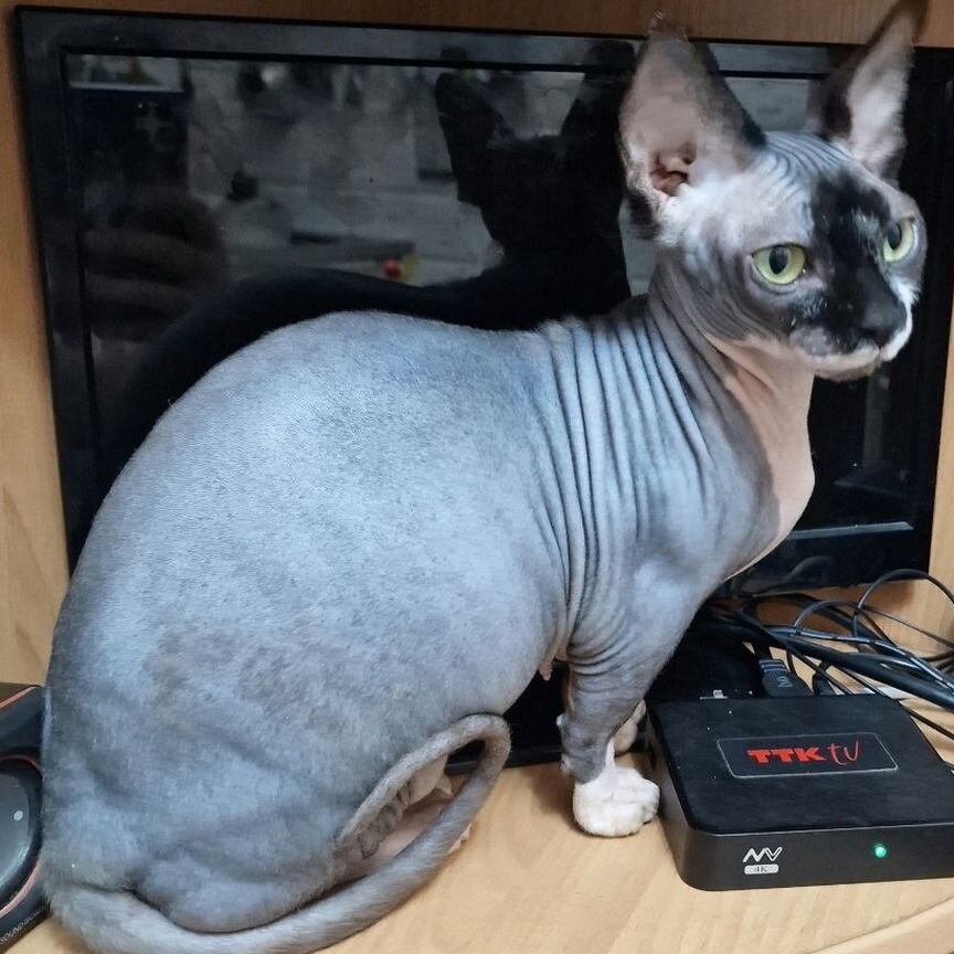 Кошка бамбино