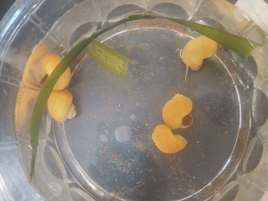 Улитки ампулярии 5 штук