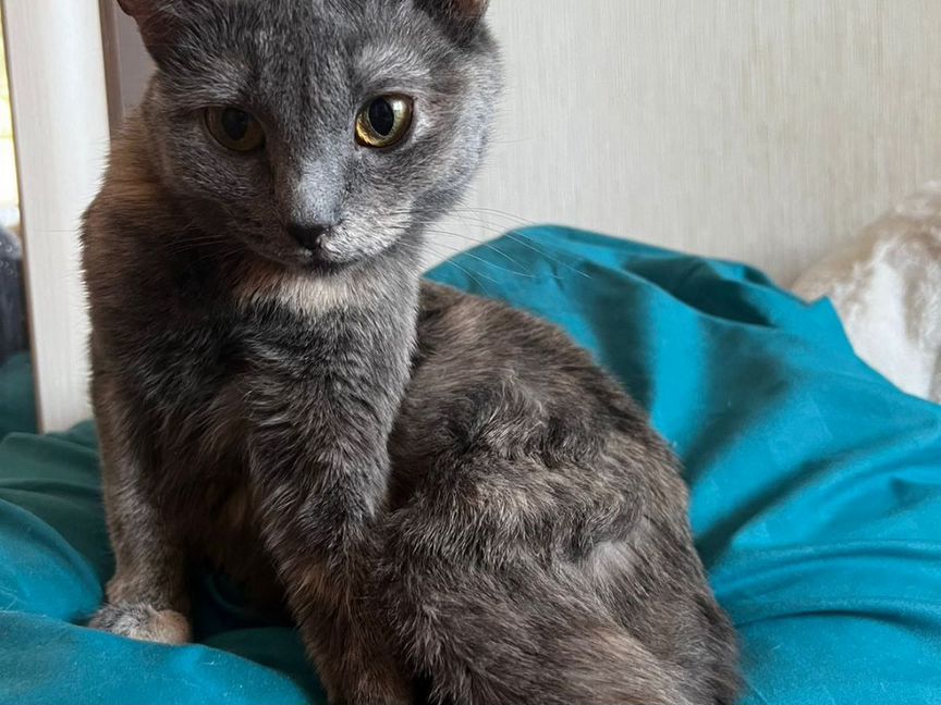 Отдам кота и кошку бесплатно