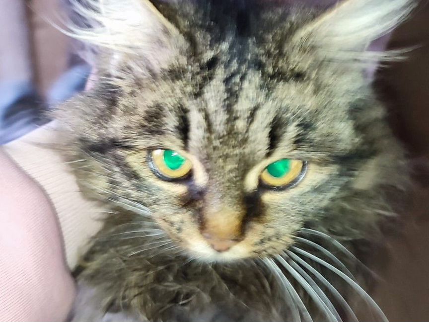 Кошка помесь