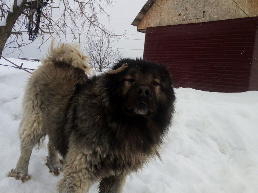 Кавказец вязка