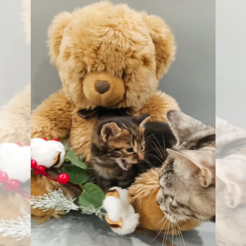 Котята курильский бобтейл