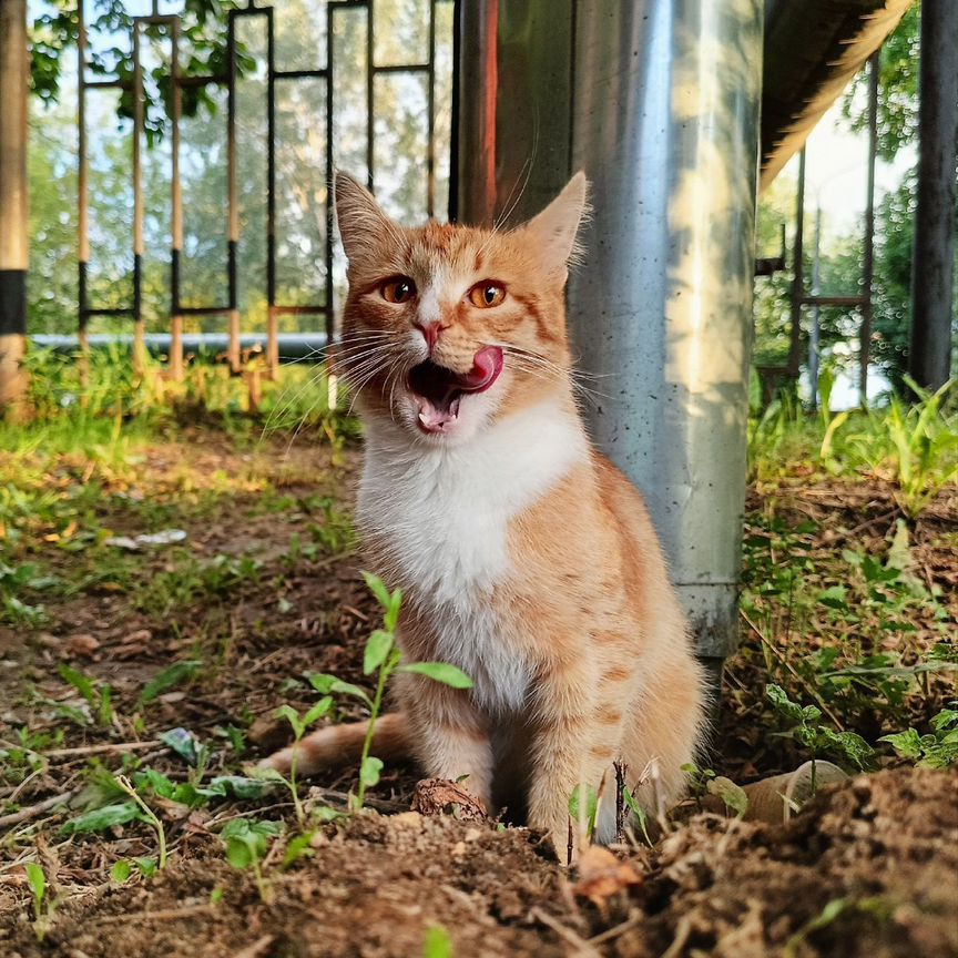 Коржик ищет дом