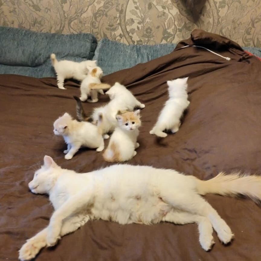 Кошка и семеро котят