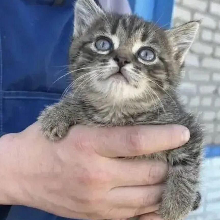 Котёнок в добрые руки