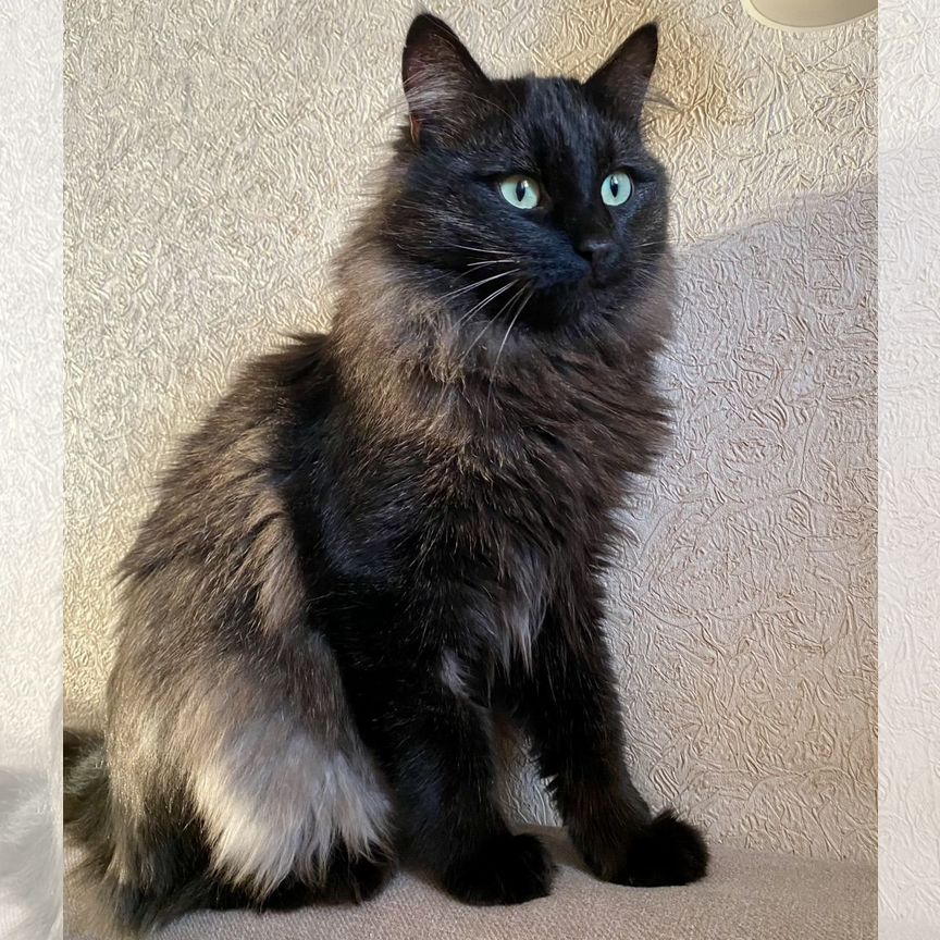 Сибирский котёнок