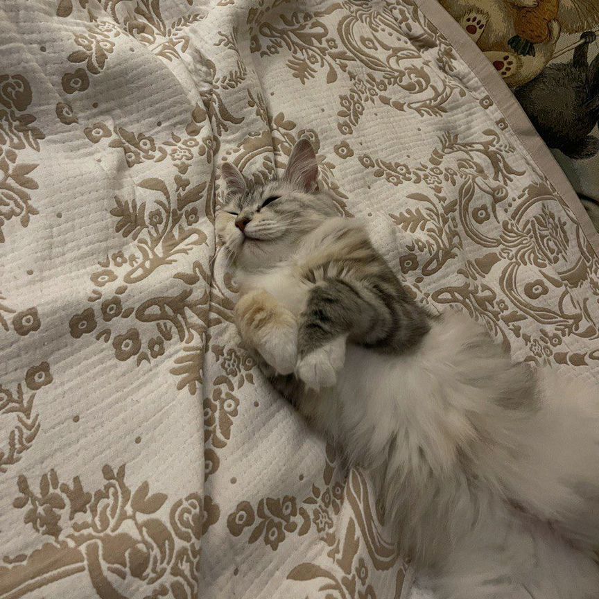 Отдам пародистую кошку в хорошие руки